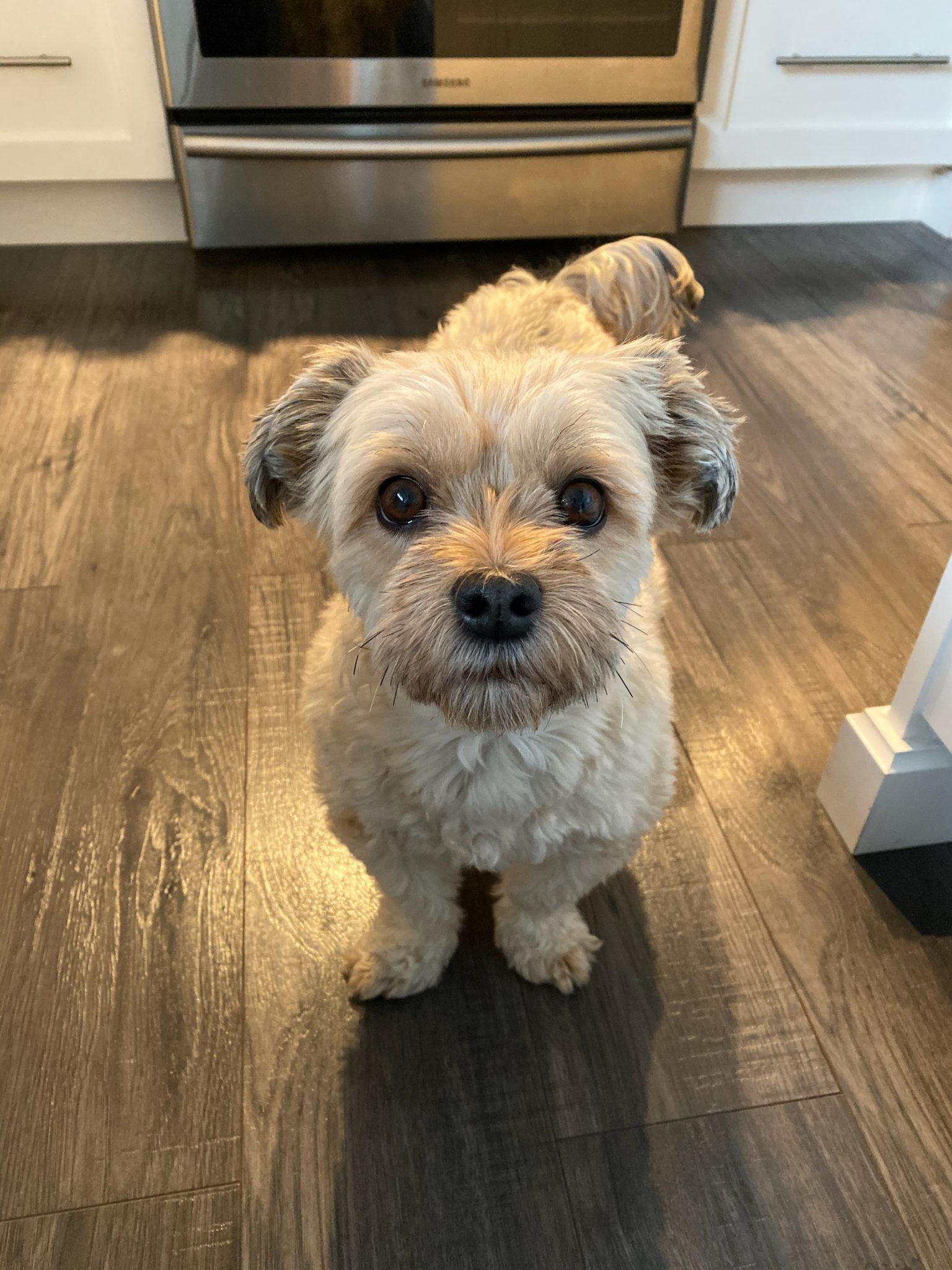 Havanese Dog Price - Plus Average price for Havanese Puppy