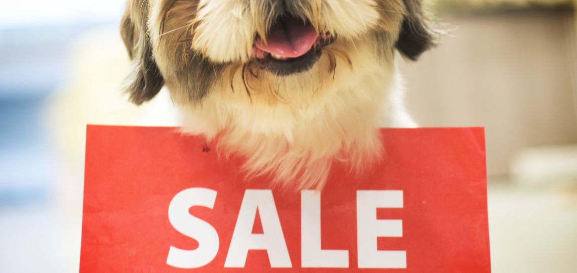 Havanese Yorkie Mix | Gateway Havanese