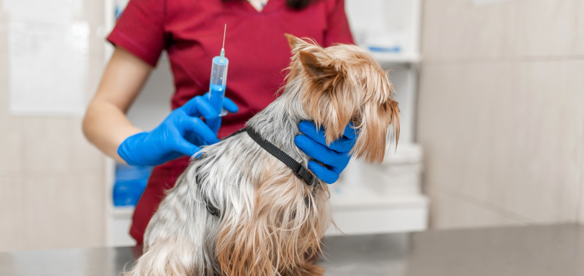 Havanese Yorkie Mix | Gateway Havanese