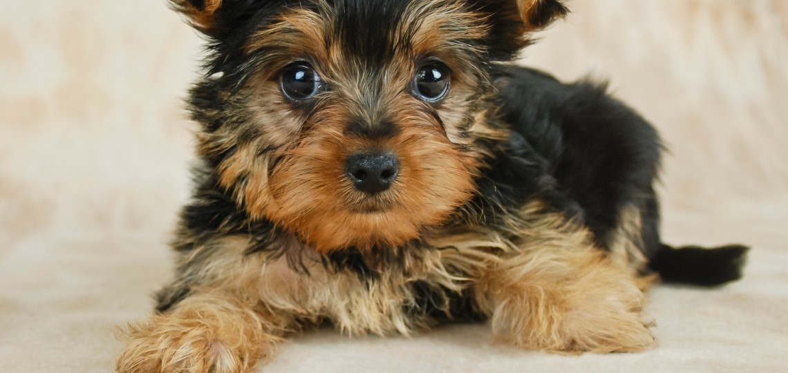 Havanese Yorkie Mix | Gateway Havanese