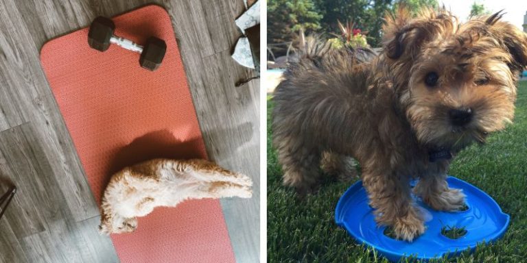 Havanese Training - Simple, Easy and Effective Guide | Gateway Havanese